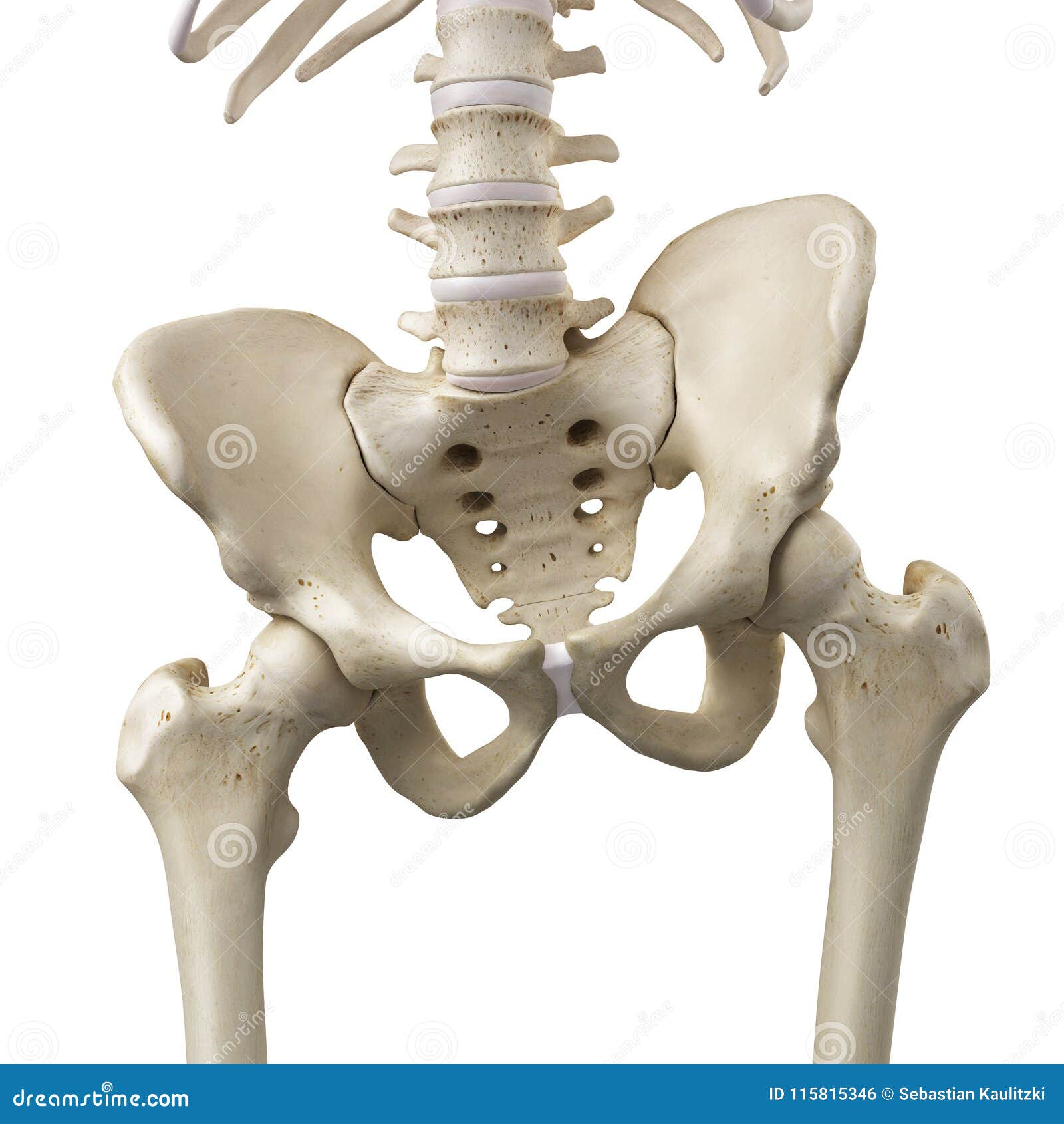 Pelvis Ilustraciones Stock, Vectores, Y Clipart – (9,191 Ilustraciones ...