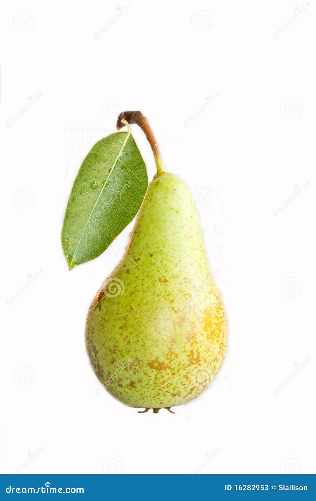 Una pera immagine stock. Immagine di frutta, bianco, vene - 16282953