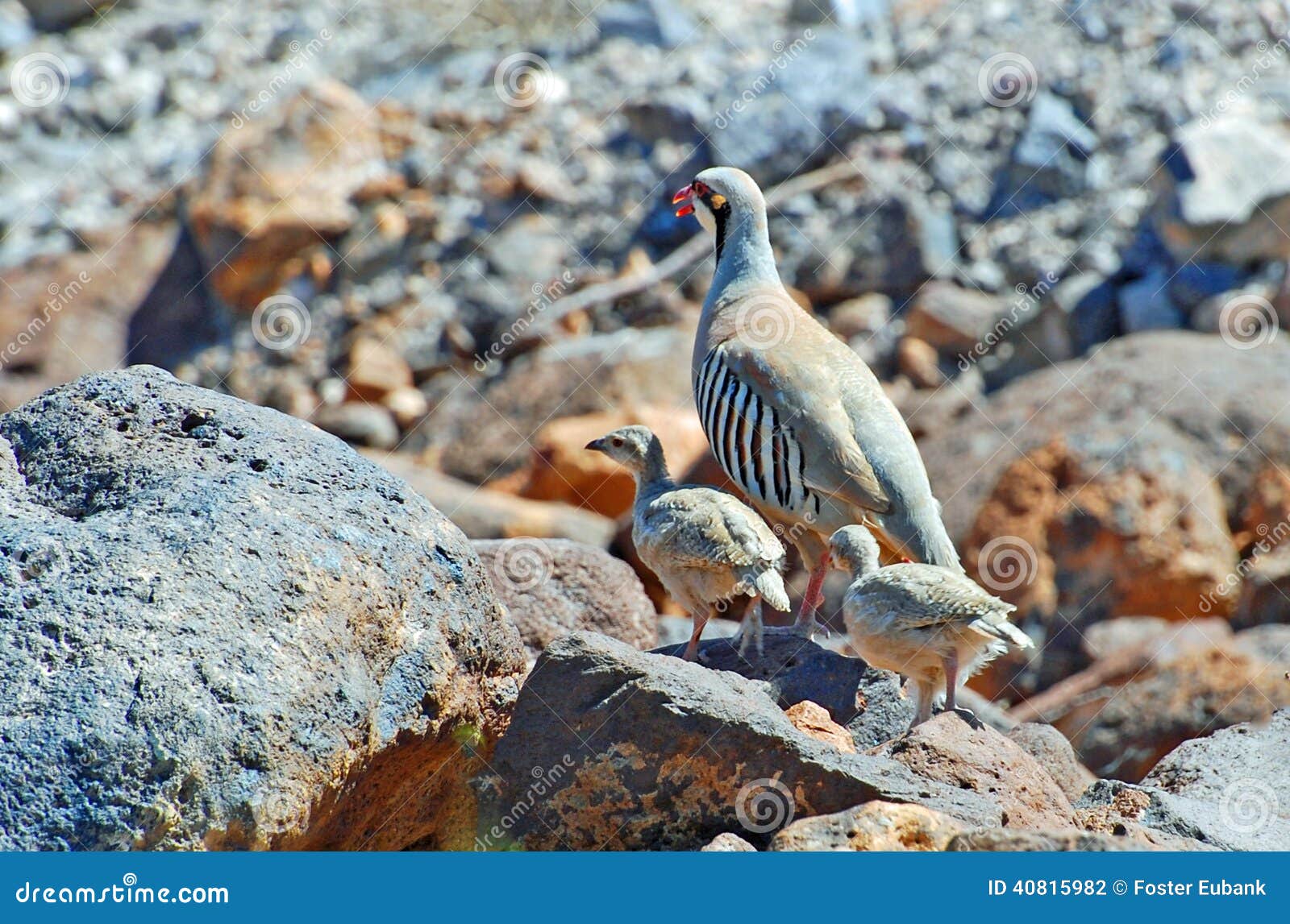 Una Pernice Chukar Con Due Pulcini Nel Nevada D Fotografia Stock ...