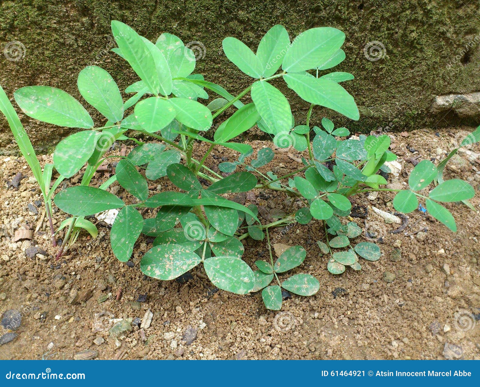 UNA PIANTA DELL'ARACHIDE immagine stock. Immagine di organico - 61464921
