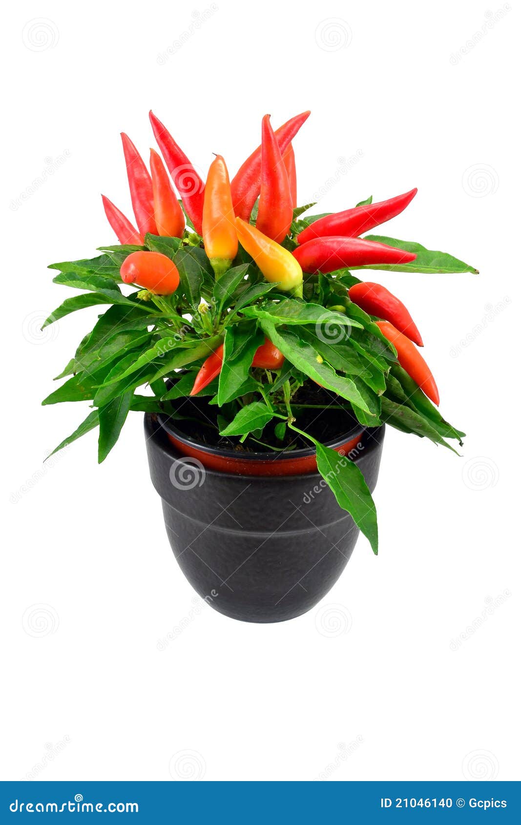 Una Pianta Mixed Conservata in Vaso Del Peperoncino Rosso Fotografia ...