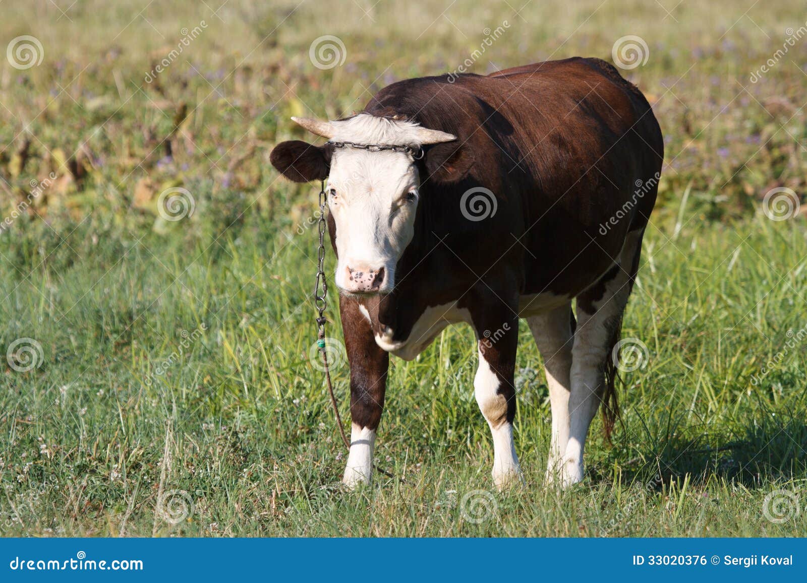 Una Piccola Mucca Marrone Del Vitello Legata Fotografia Stock ...