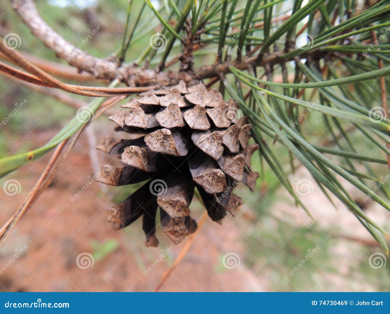 Una Pigna Fresca Su Un Pino Immagine Stock - Immagine di foresta ...