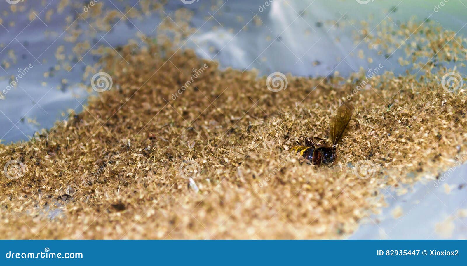 Una Pila De Insectos Secos Con Una Abeja Imagen de archivo - Imagen de ...