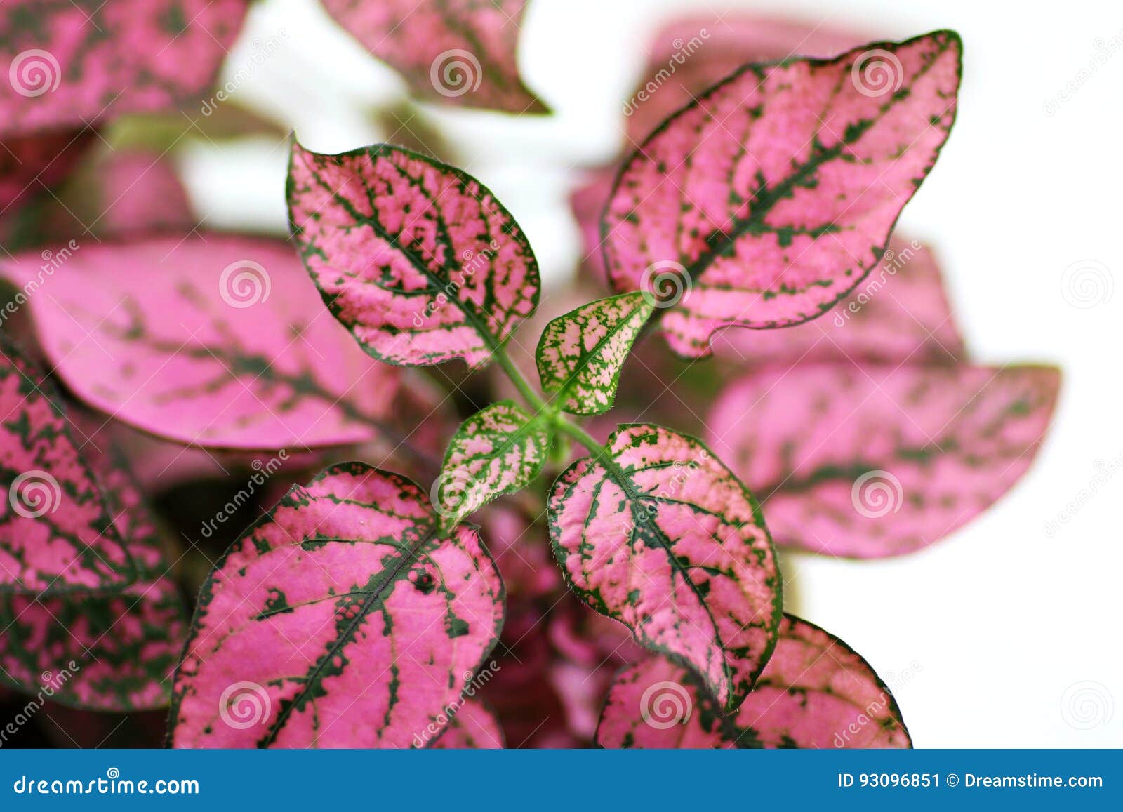 Una Planta Con Las Hojas Rosadas Imagen de archivo - Imagen de flor ...