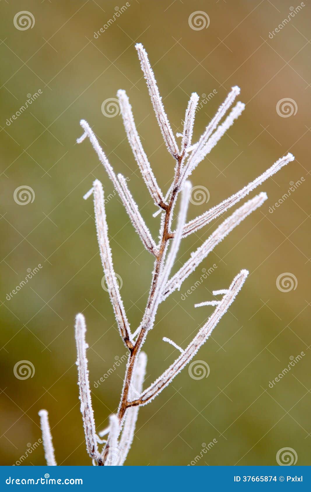 Una Planta Escarchada - Detalle Foto de archivo - Imagen de cubo ...