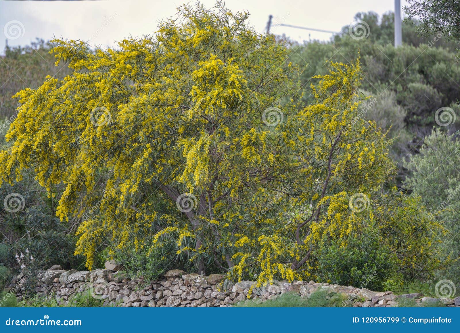 Una Planta Grande De La Aulaga Imagen de archivo - Imagen de rocas ...