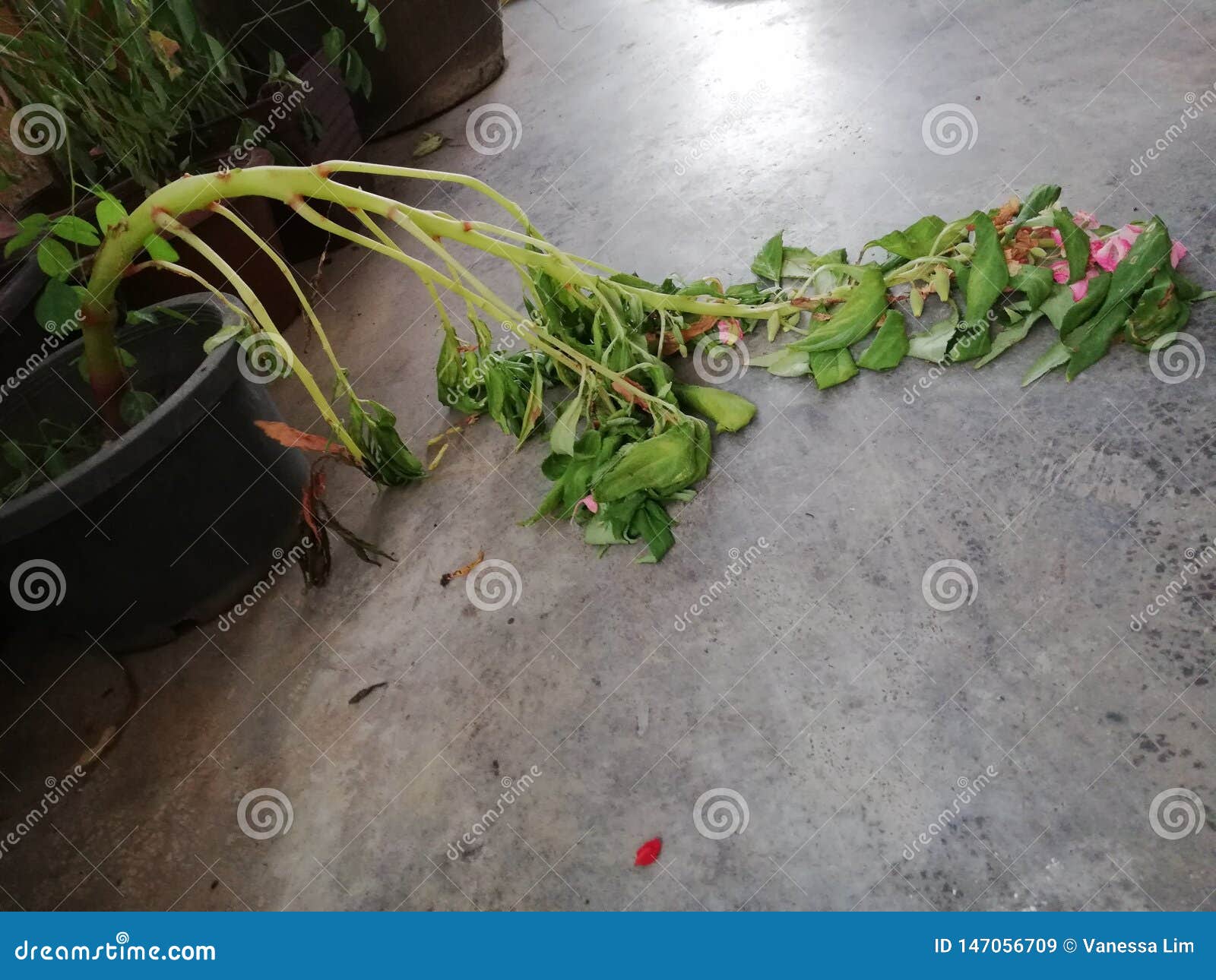 Una planta mareada imagen de archivo. Imagen de planta - 147056709