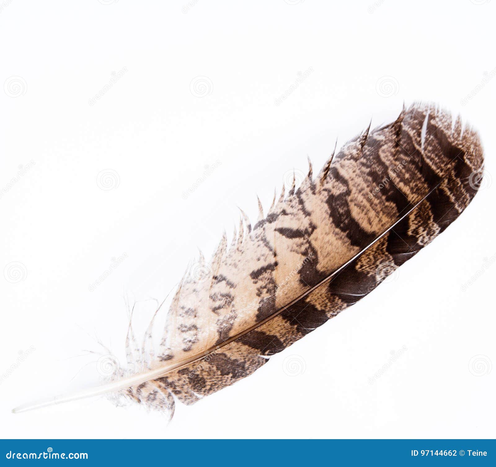 Una pluma de un halcón foto de archivo. Imagen de cierre - 97144662
