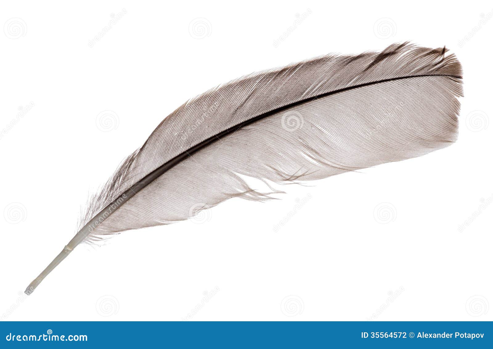 Una Pluma Gris Oscuro Del Gallo En Blanco Foto de archivo - Imagen de ...