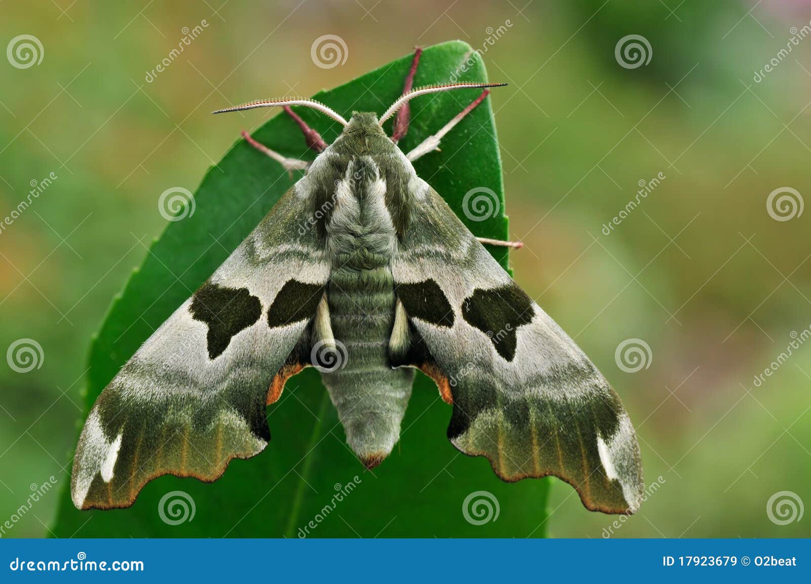 Una polilla imagen de archivo. Imagen de salvaje, detalle - 17923679