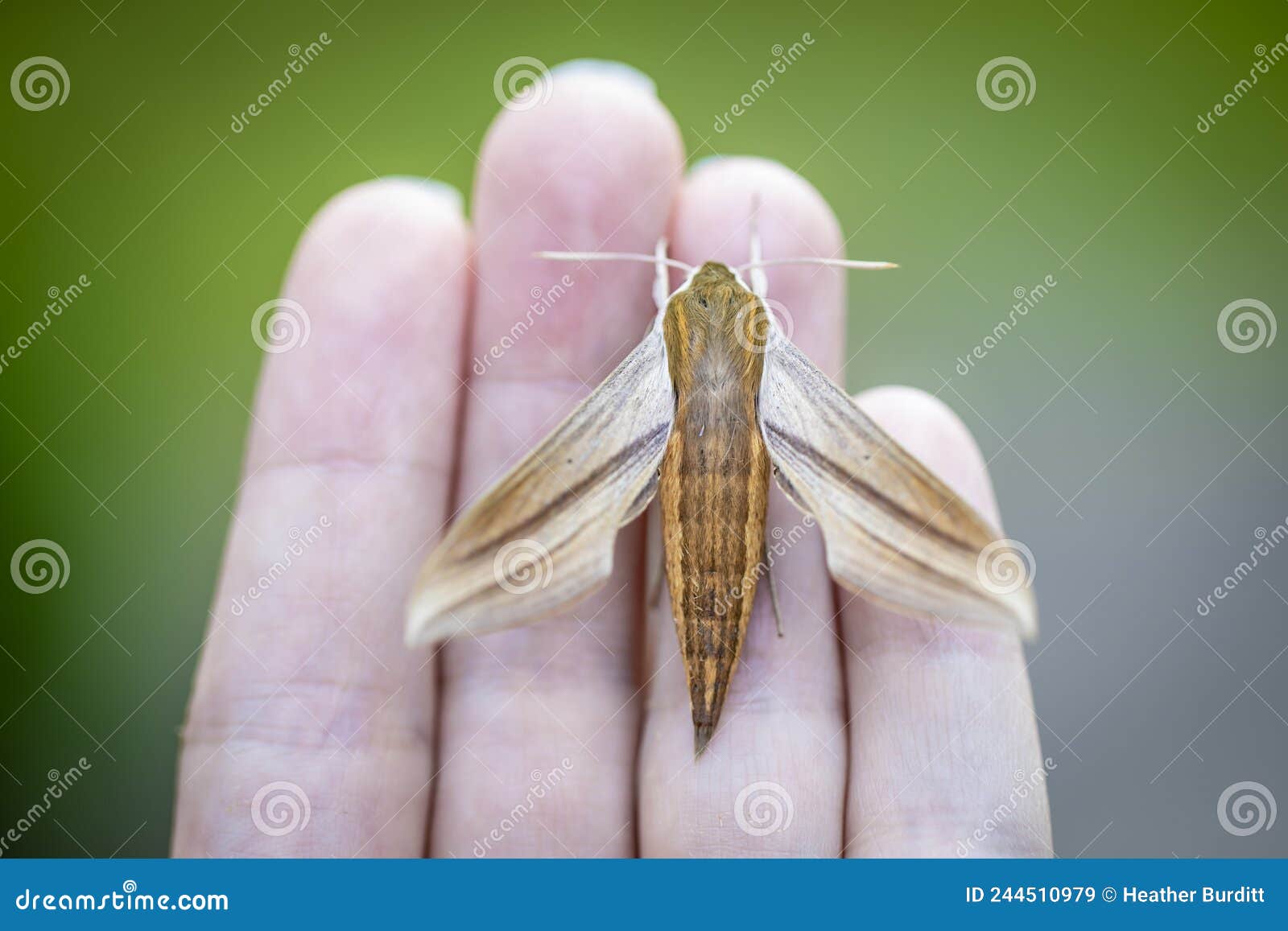 Una Polilla De Esfinge De Tersa Imagen de archivo - Imagen de esfinge ...