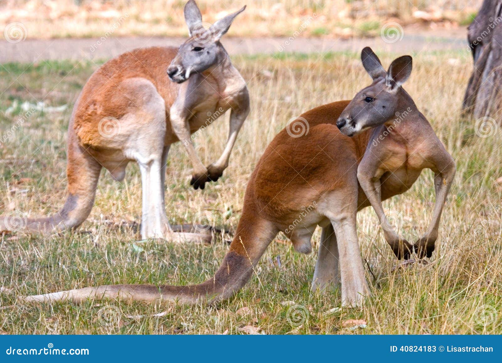 Una Posa Di Due Canguri, Adelaide, Australia Immagine Stock - Immagine ...