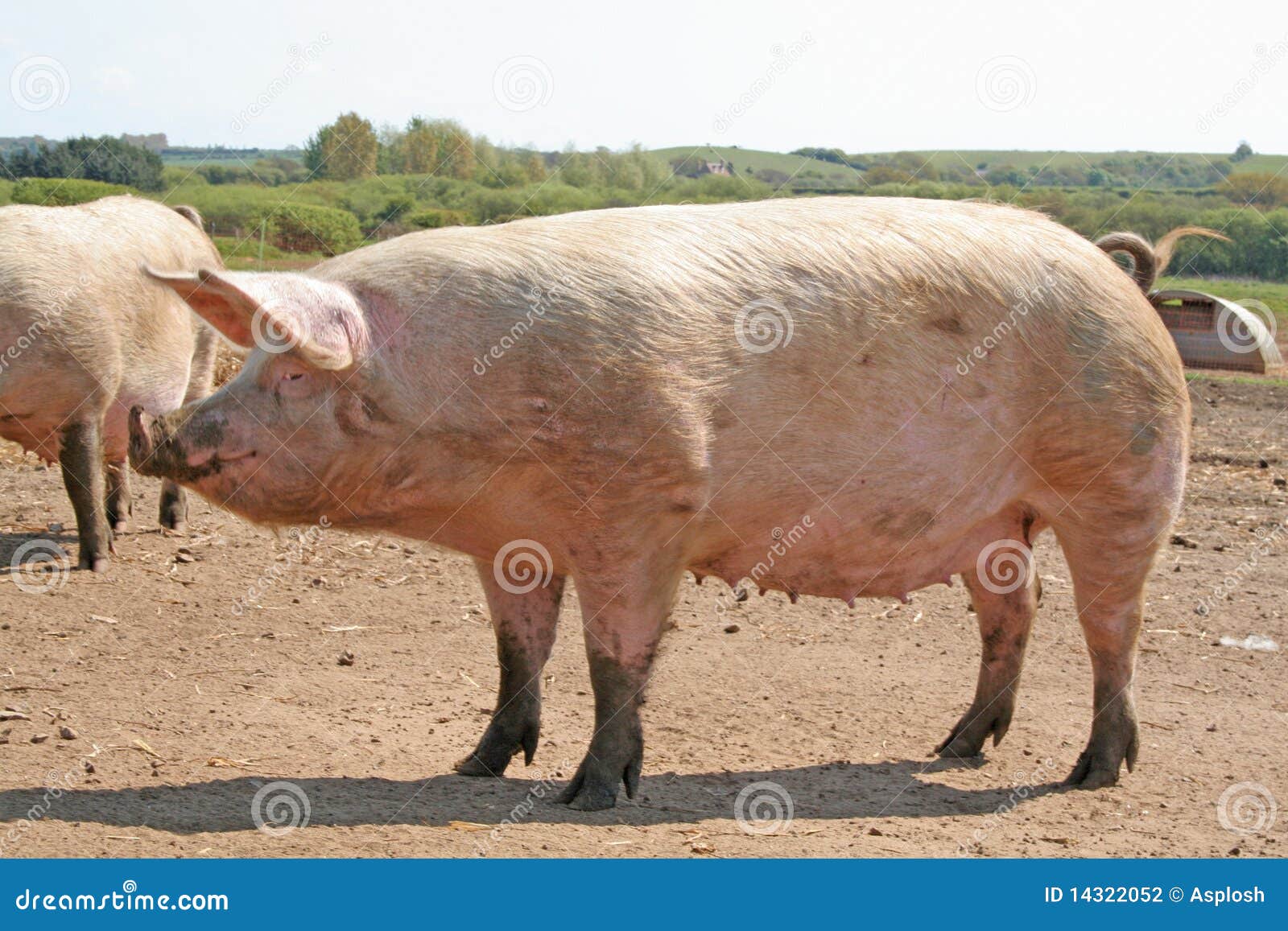 Una puerca embarazada foto de archivo. Imagen de yarda - 14322052