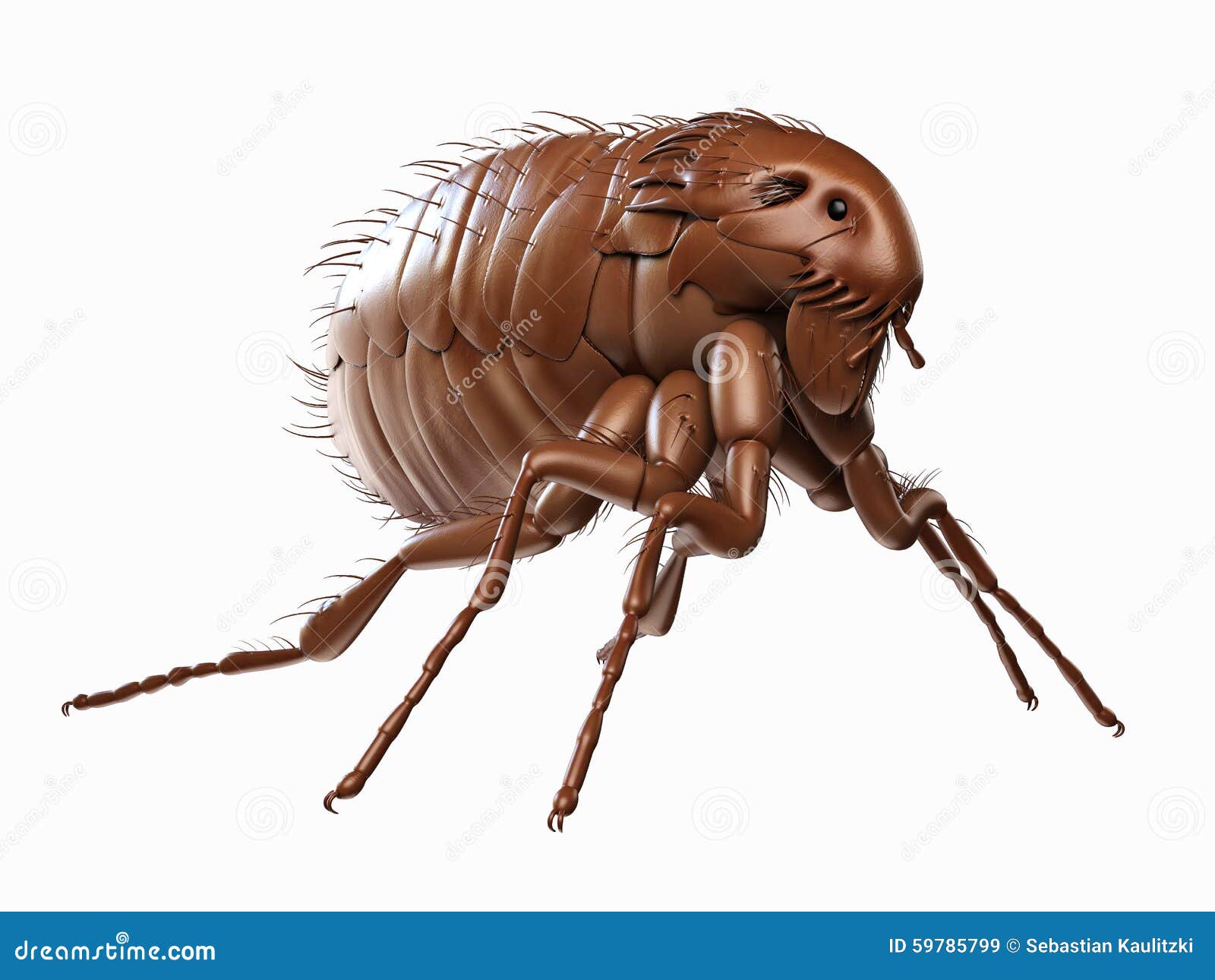 Pulga Ilustraciones Stock, Vectores, Y Clipart – (4,826 Ilustraciones ...