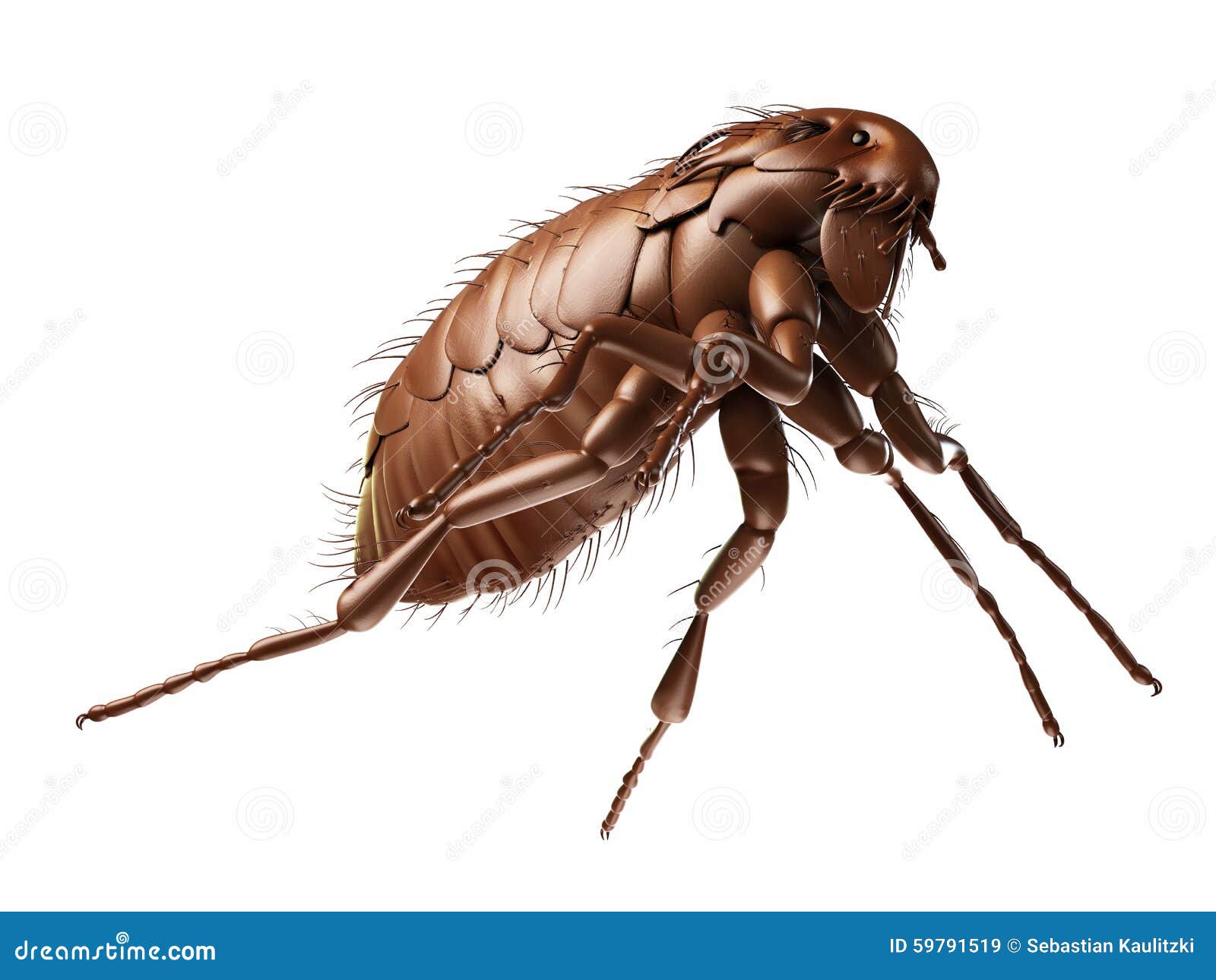 Una Pulga Stock de ilustración - Imagen: 59791519