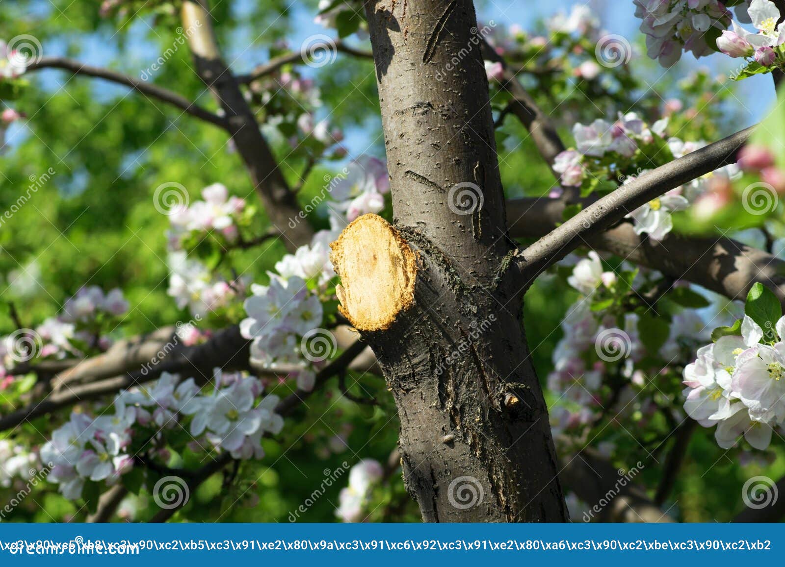 Una Rama Aserrada De Un Manzano. Imagen de archivo - Imagen de flores ...