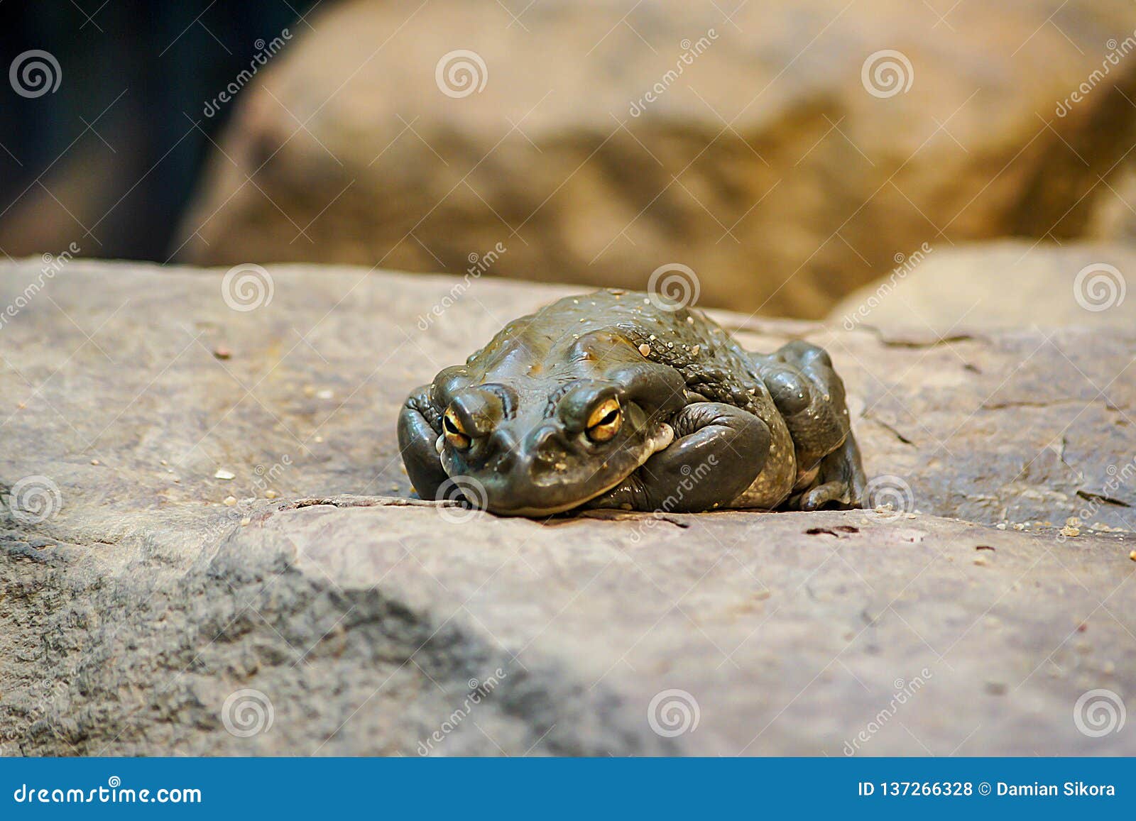 Una rana fea en una piedra foto de archivo. Imagen de verde - 137266328