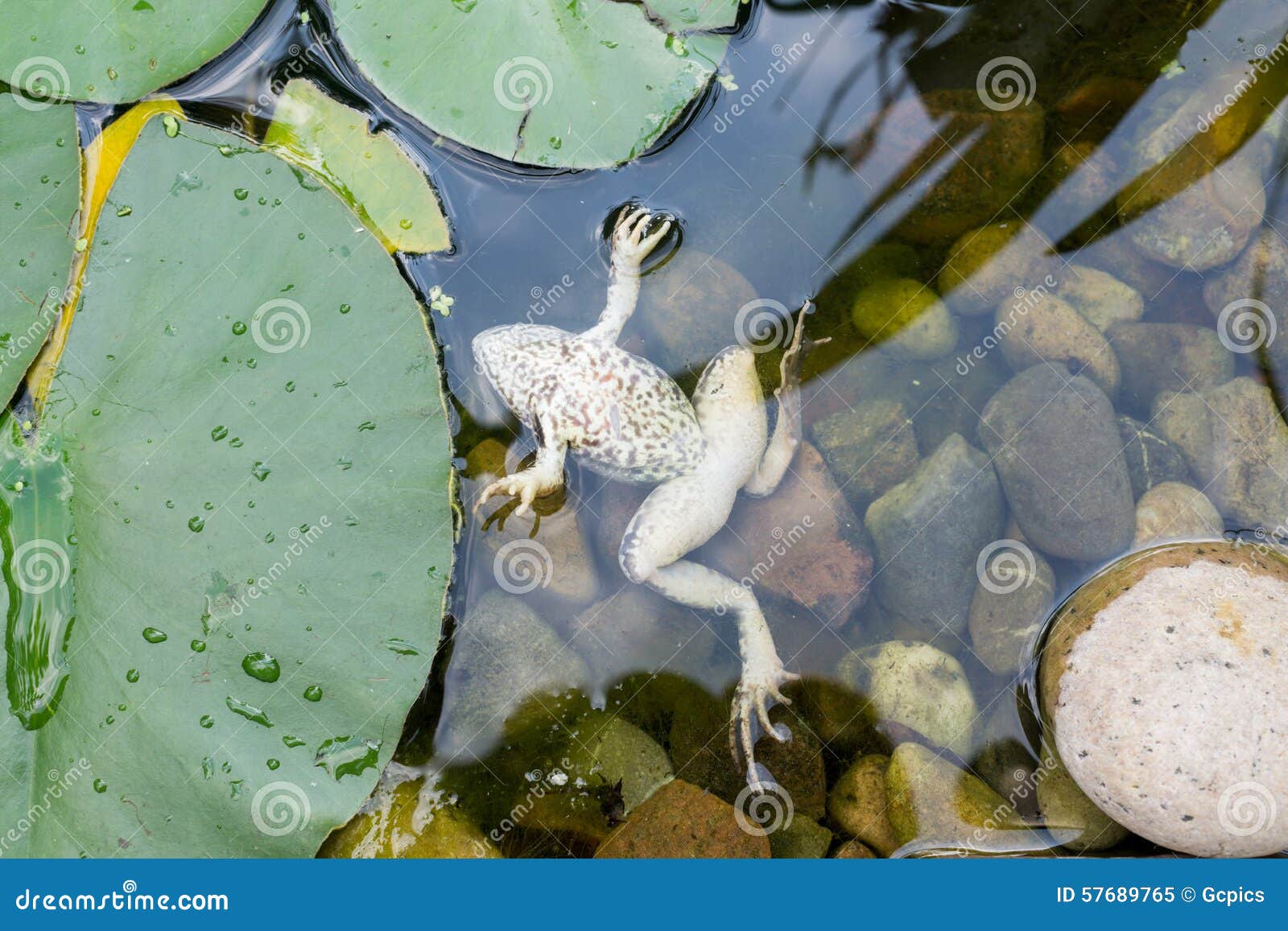 Una Rana Muerta En Una Charca Imagen de archivo - Imagen de animal ...