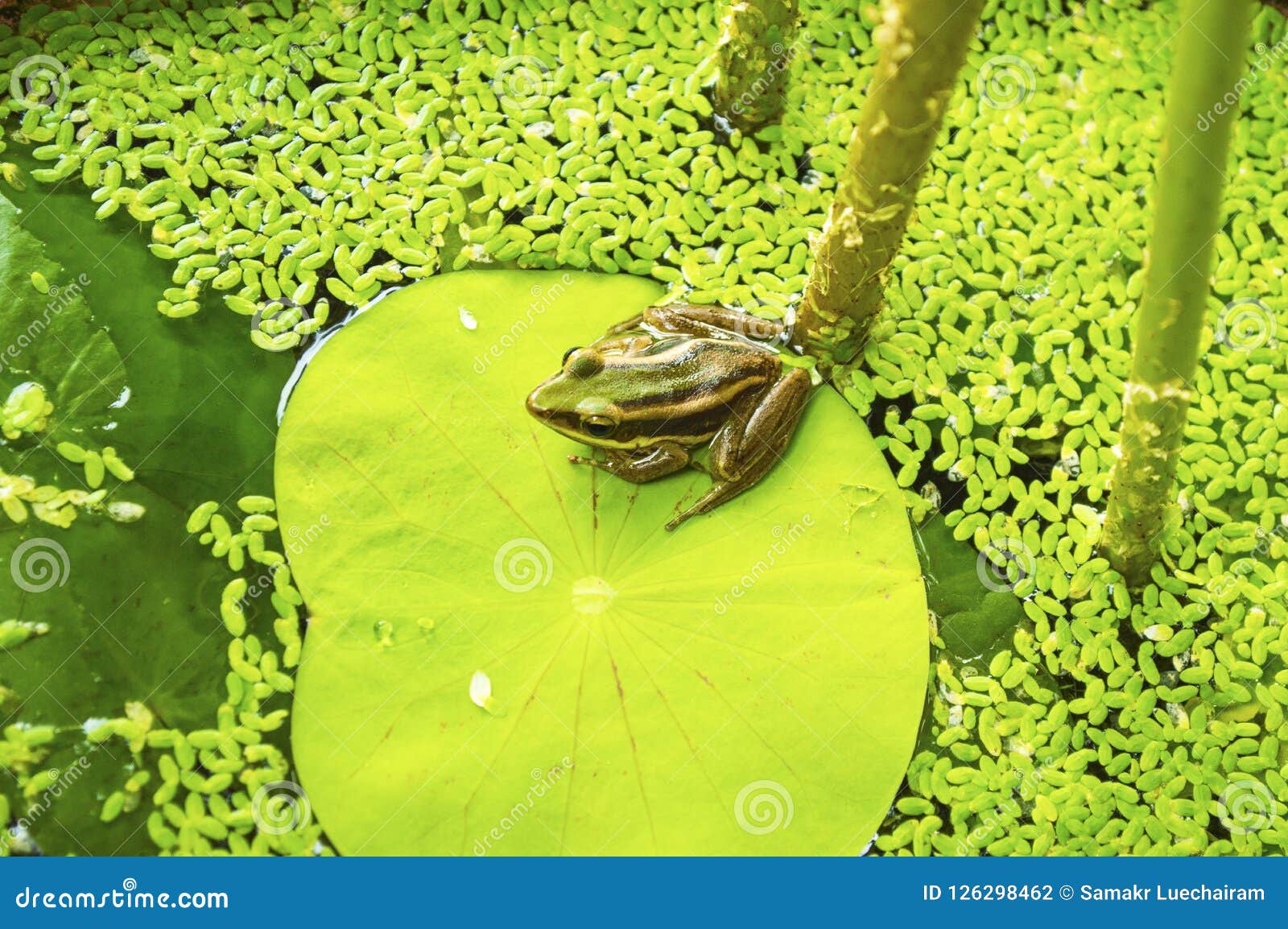 Un Girino Foto Stock - Download 88 Royalty Free Photos