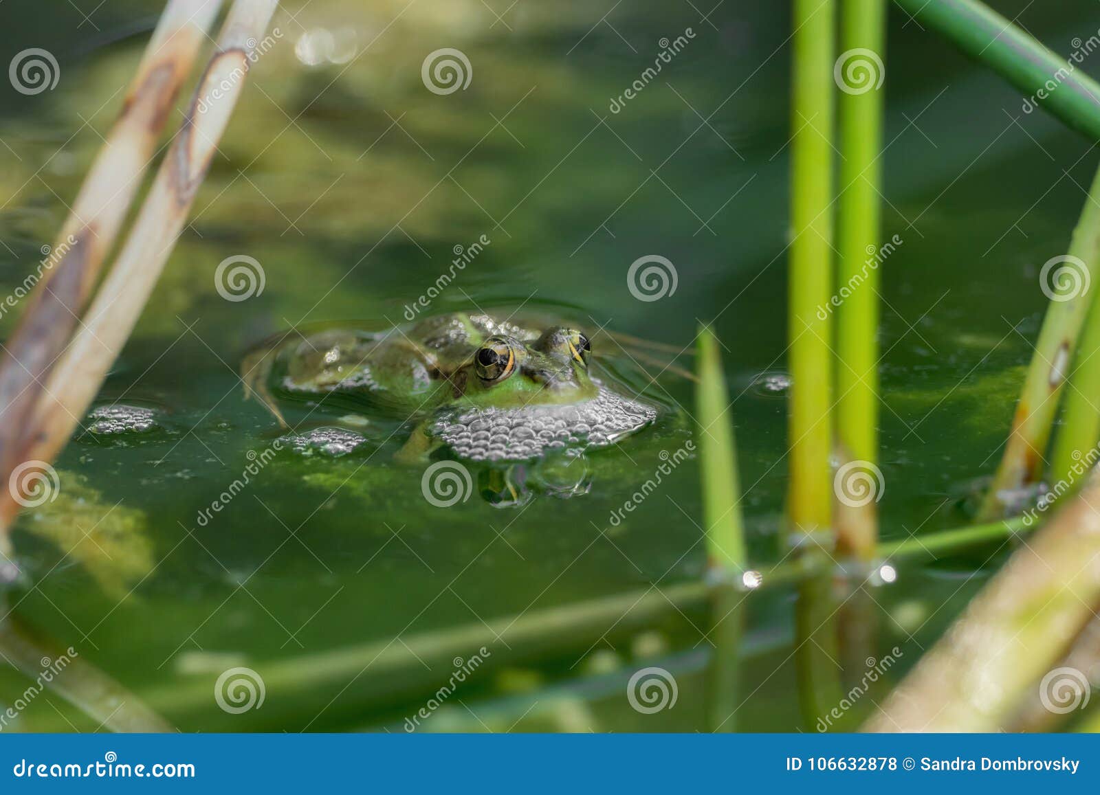 Una Rana Verde En La Charca Foto de archivo - Imagen de ecosistema ...