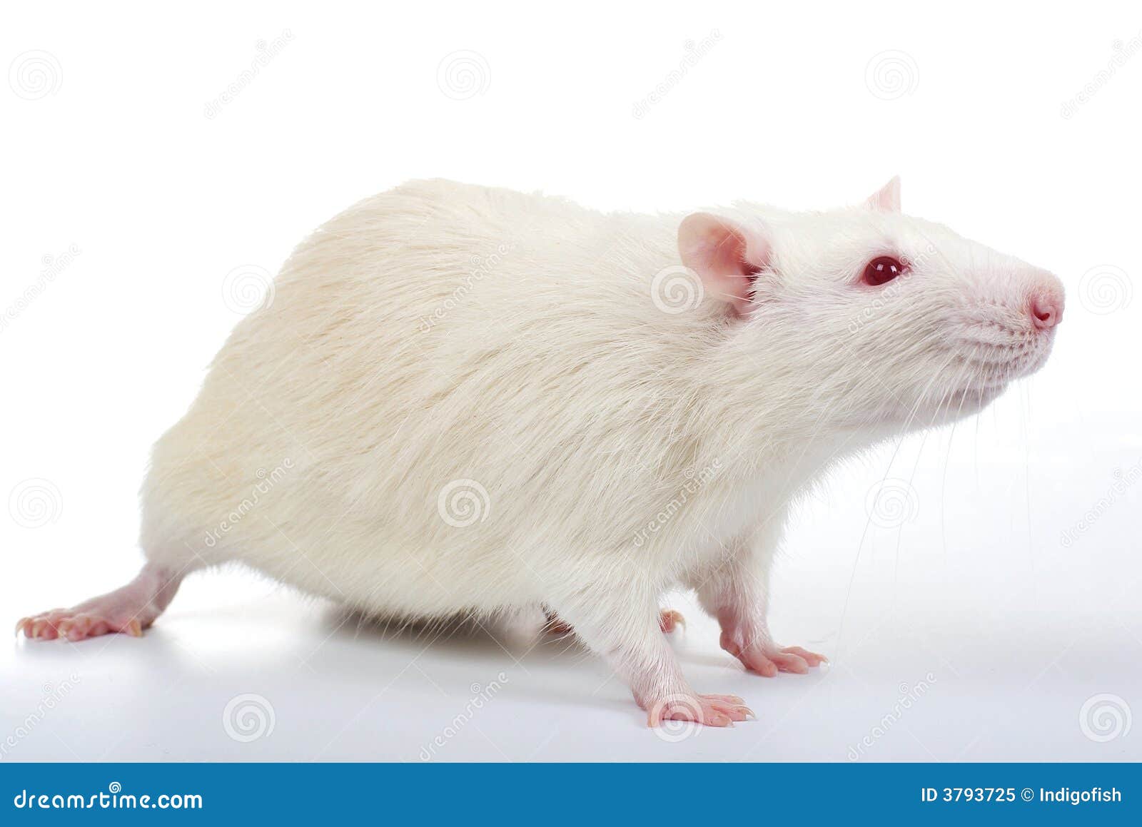 Una rata blanca imagen de archivo. Imagen de gris, lindo - 3793725