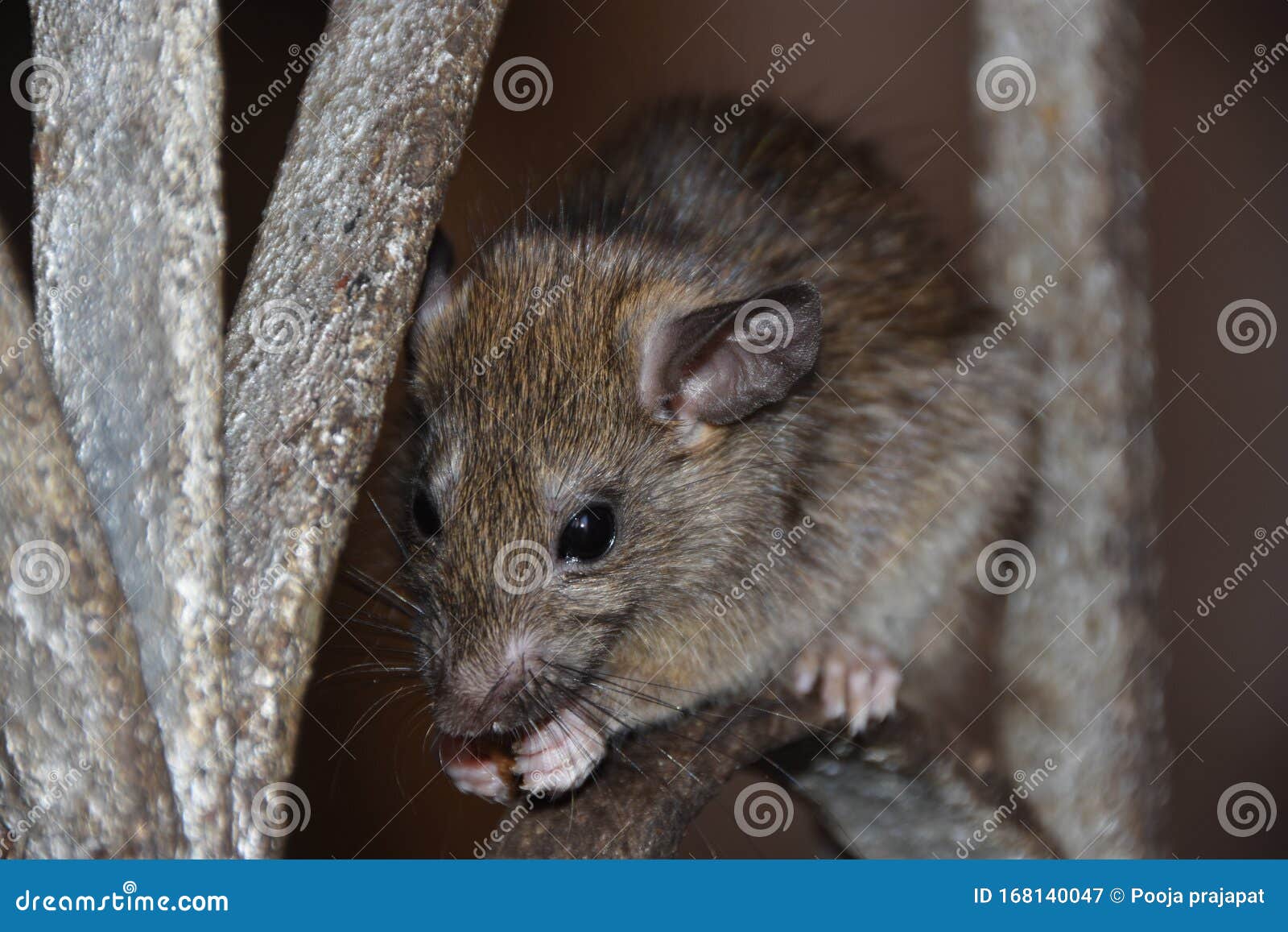 Una Rata Sentada En La Ventana Comiendo Comida Imagen de archivo ...
