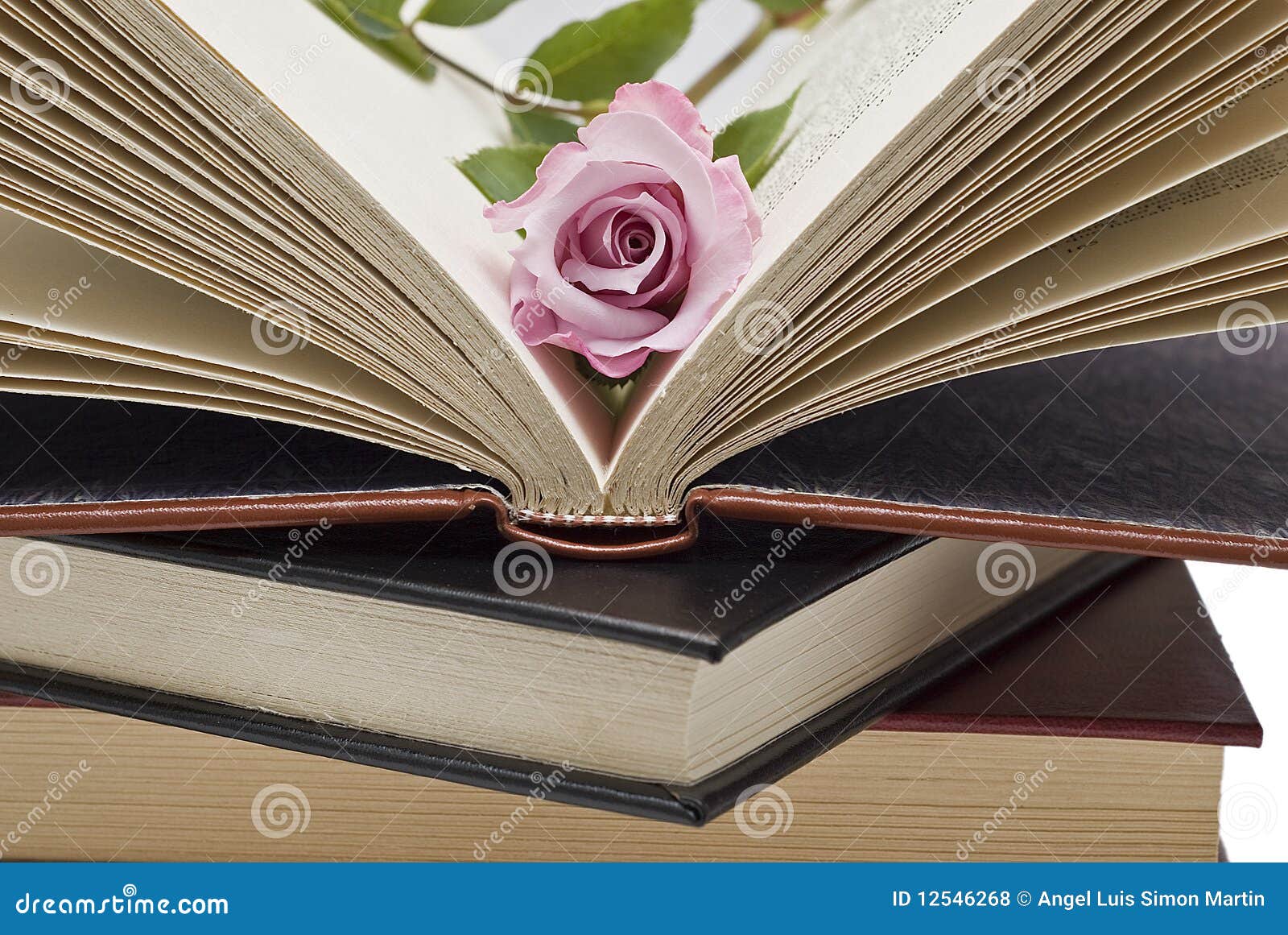 Una rosa en el libro. foto de archivo. Imagen de aislado - 12546268
