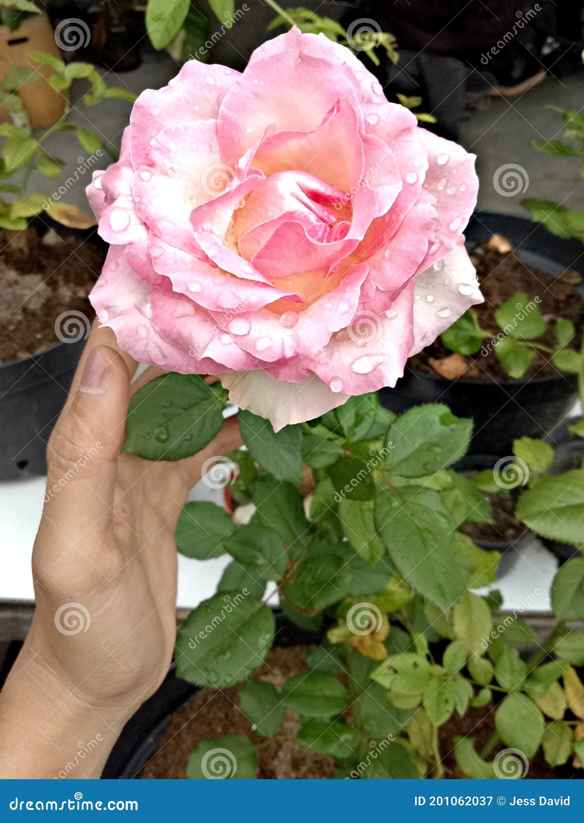 Una rosa rosa en una mano imagen de archivo. Imagen de rosa - 201062037
