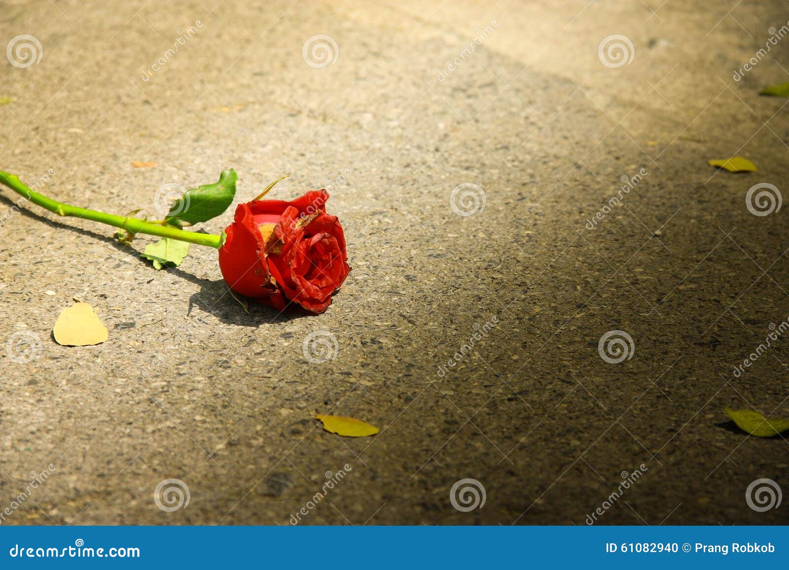Una Rosa Marchitada Del Rojo Foto de archivo - Imagen de viejo ...