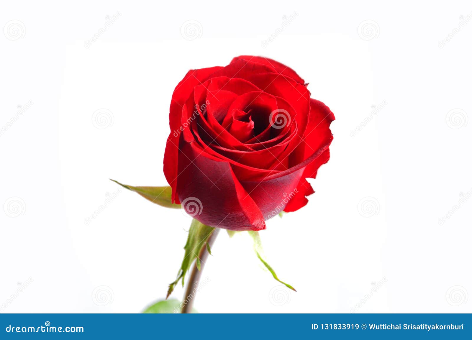 Una Rosa Roja Con El Fondo Blanco Imagen de archivo - Imagen de ...