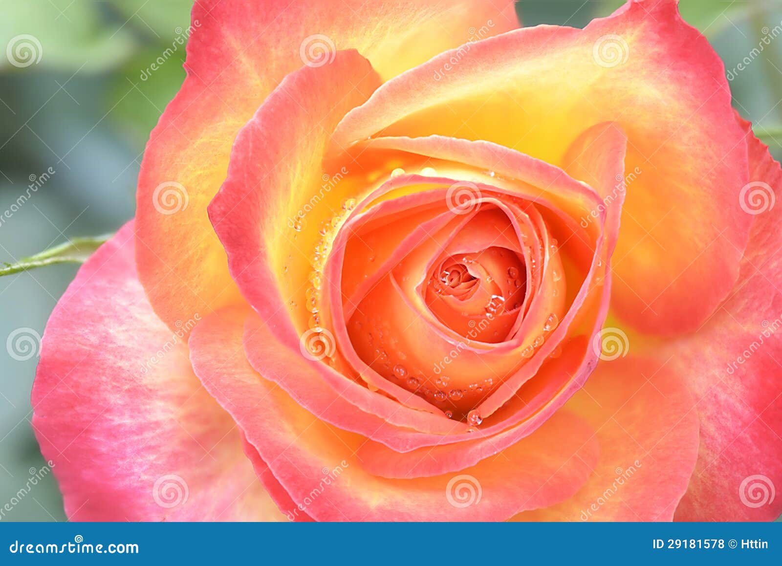 Una Rosa Rosada Del Amarillo Foto de archivo - Imagen de amarillo ...