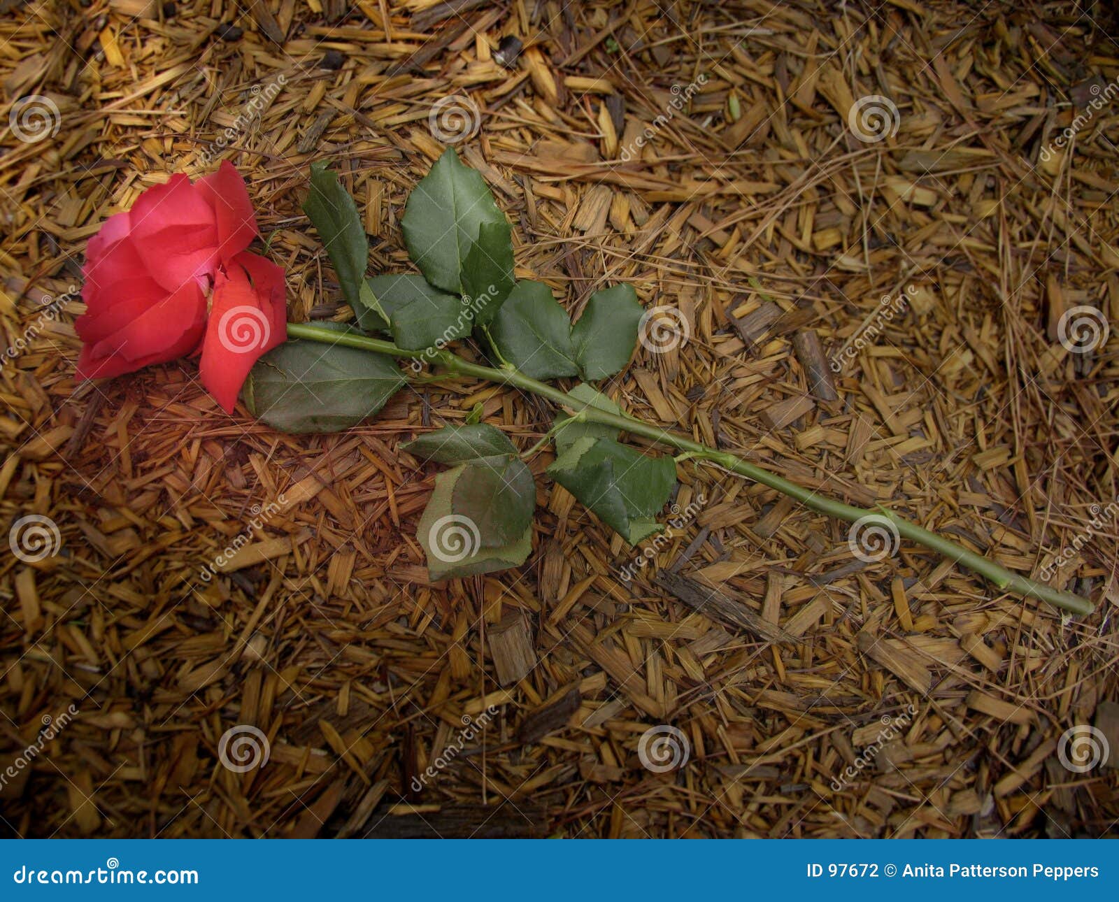 Una Rose Pisoteada En La Tierra Foto de archivo - Imagen de suelo ...