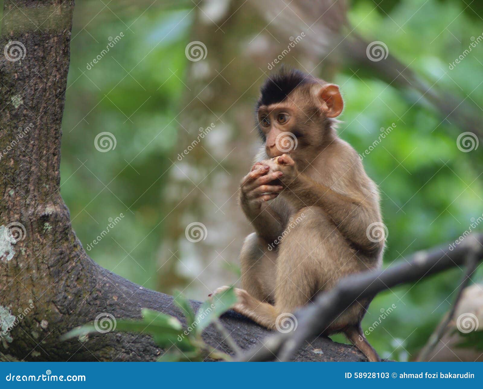 Una scimmia immagine stock. Immagine di albero, foresta - 58928103