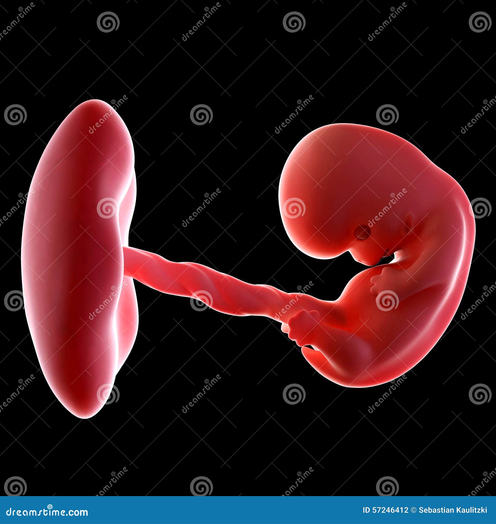 Una semana 8 del embrión stock de ilustración. Ilustración de ...