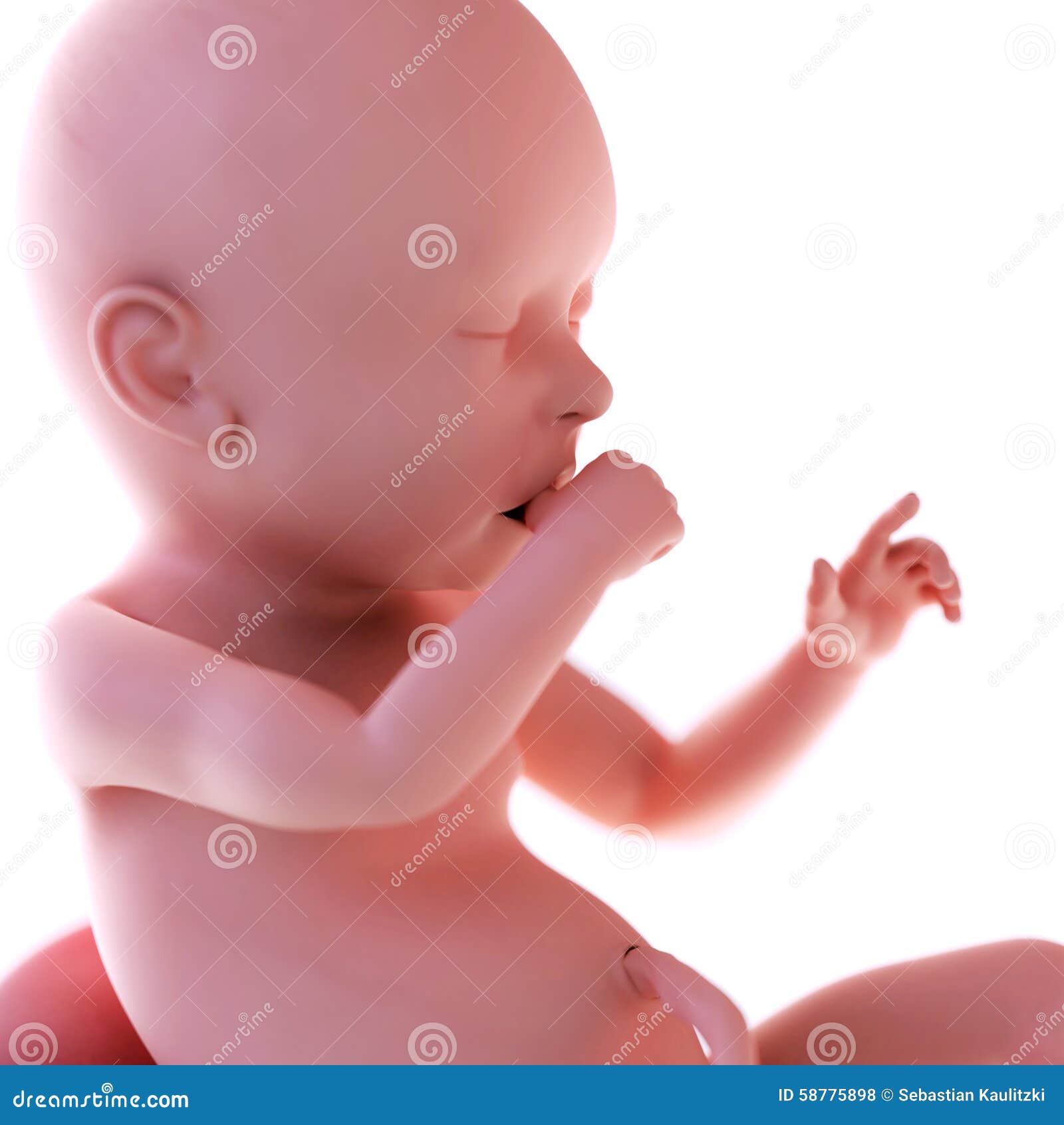 Una semana 40 del feto stock de ilustración. Ilustración de crecimiento ...