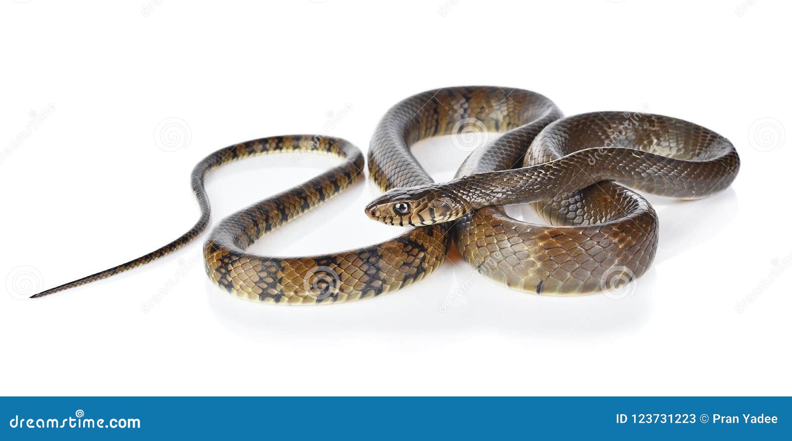 Una Serpiente Aislada En El Fondo Blanco Imagen de archivo - Imagen de ...
