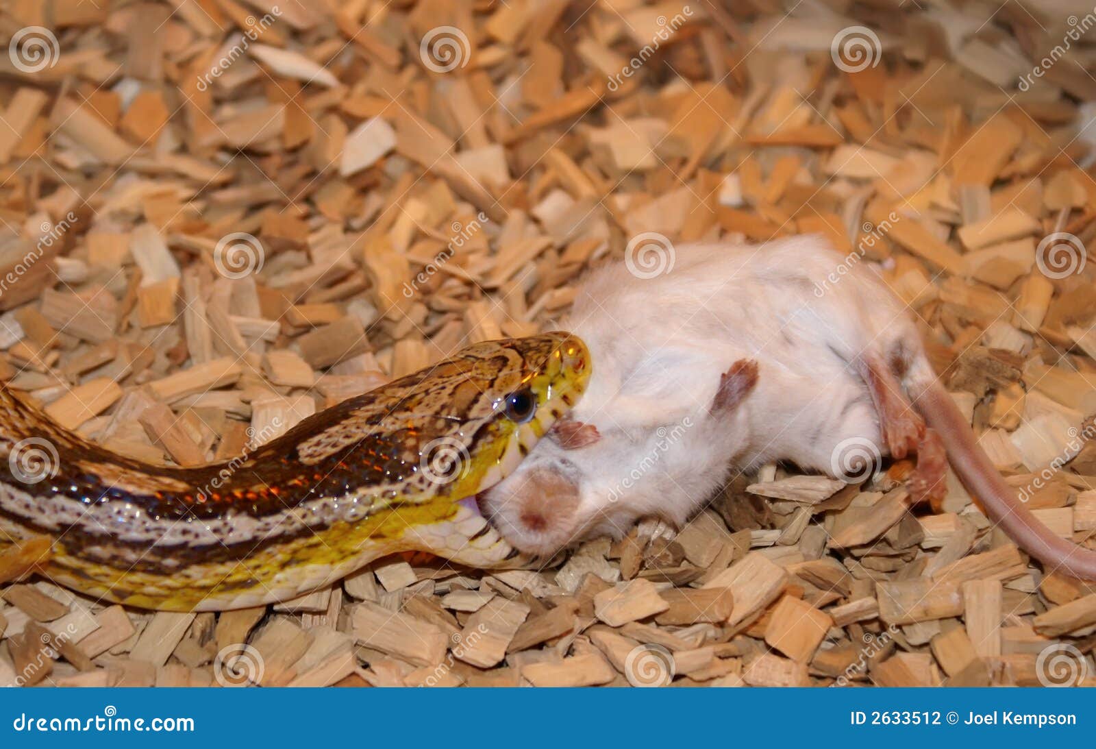 Una Serpiente De Maíz Que Come Un Ratón Foto de archivo - Imagen de ...