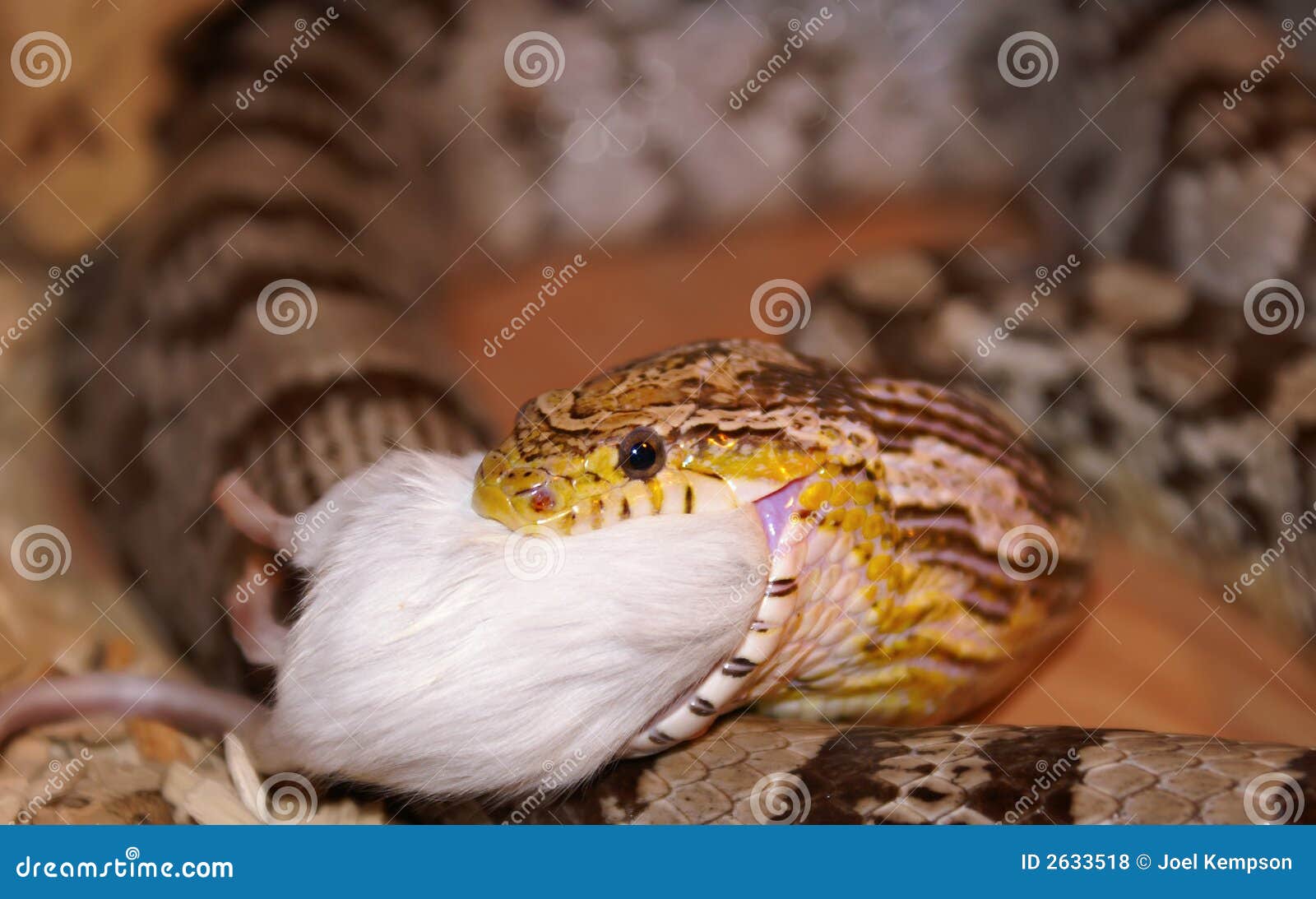 Una Serpiente De Maíz Que Come Un Ratón Foto de archivo - Imagen de ...