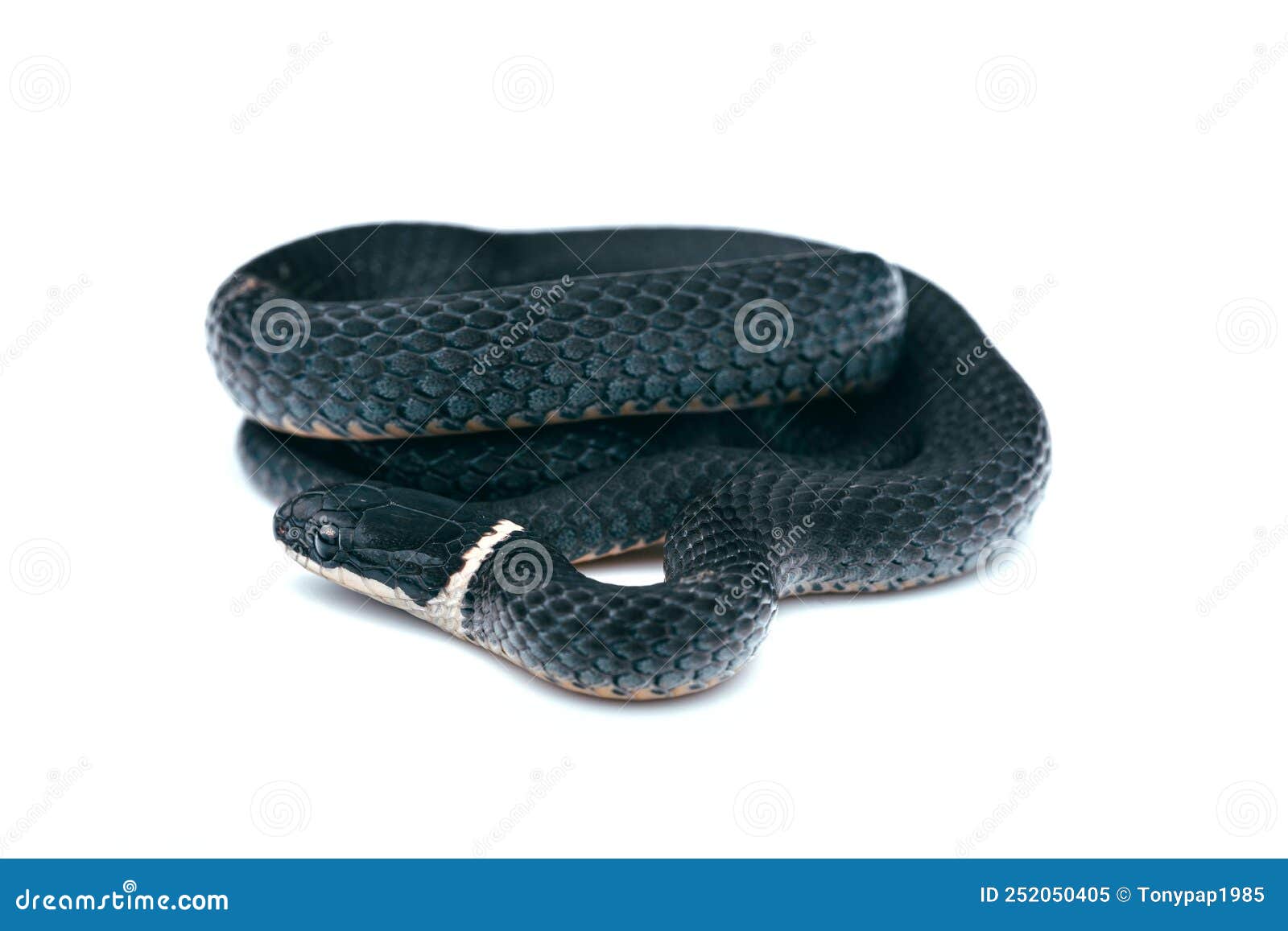Una Serpiente Negra Aislada En Fondo Blanco. Imagen de archivo - Imagen ...