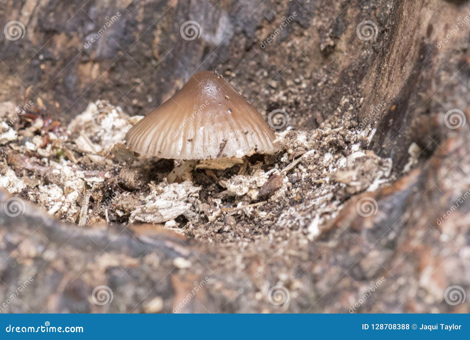 Una Seta Minúscula En El Campo Común De Southampton Foto de archivo ...