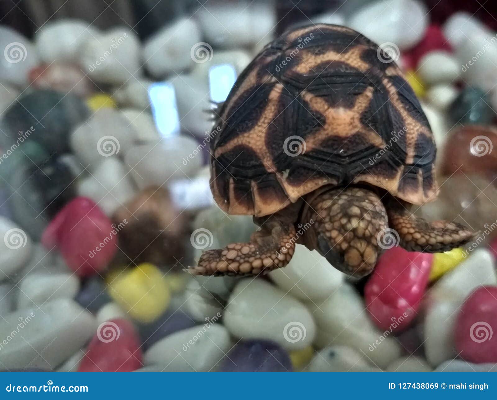 Una tortuga real imagen de archivo. Imagen de tortuga - 127438069