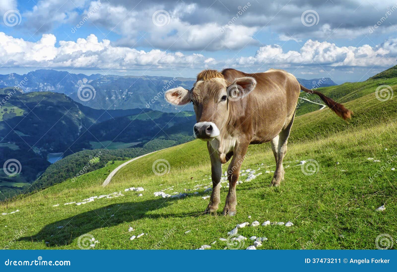 Una vaca alpina imagen de archivo. Imagen de italiano - 37473211