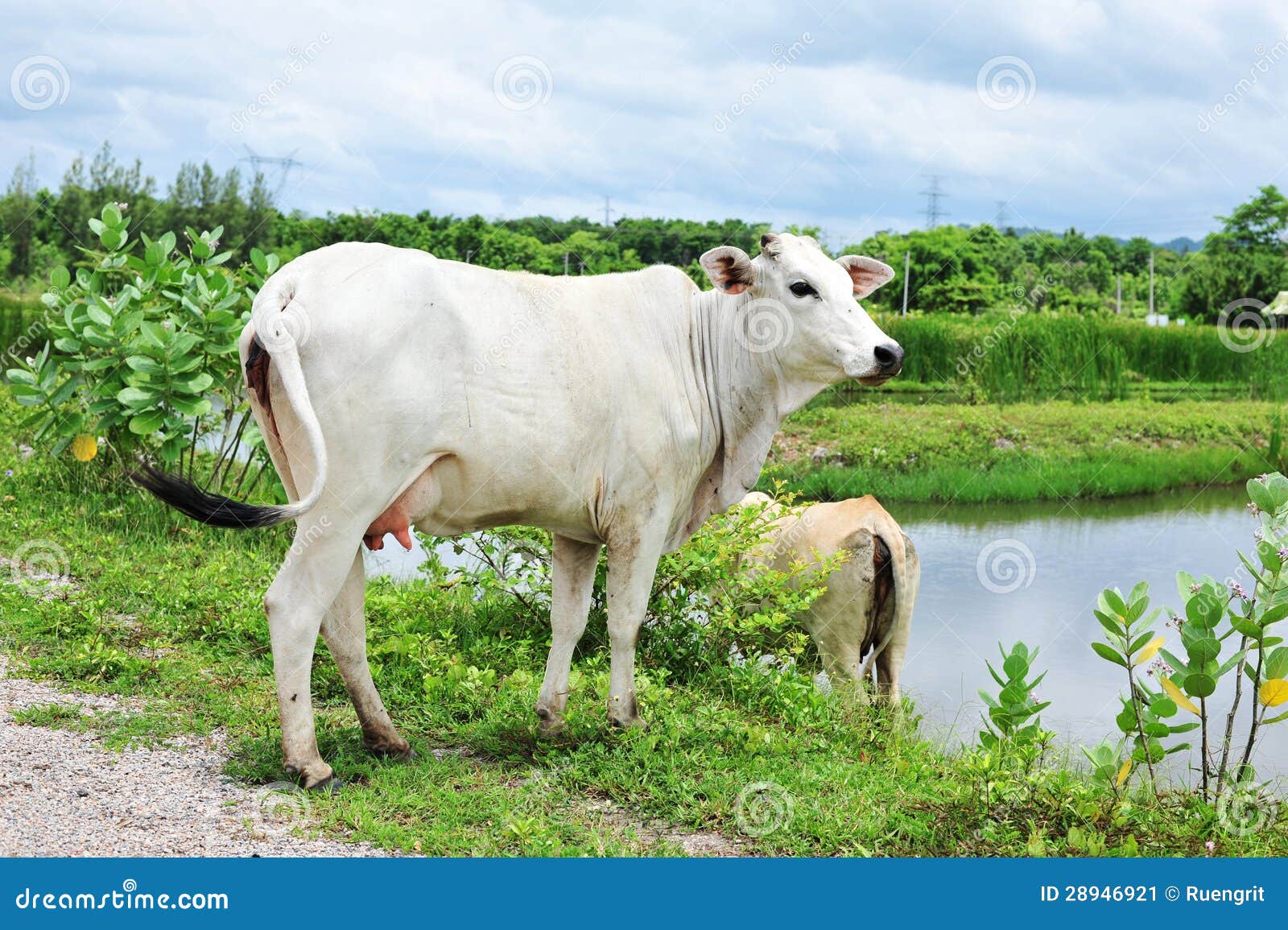 Una vaca blanca de Asia. imagen de archivo. Imagen de escena - 28946921