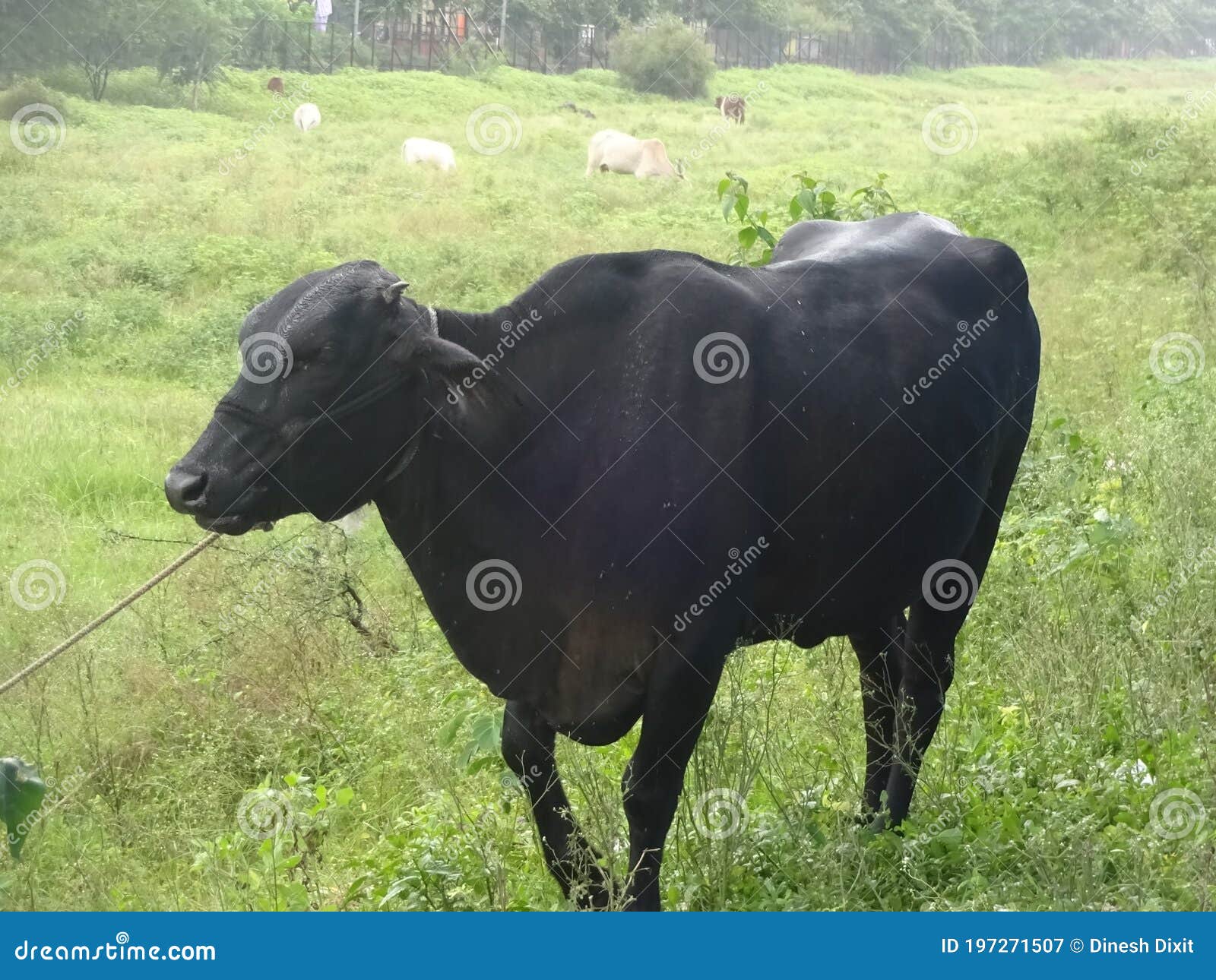 Una vaca comiendo pasto imagen de archivo. Imagen de ganados - 197271507