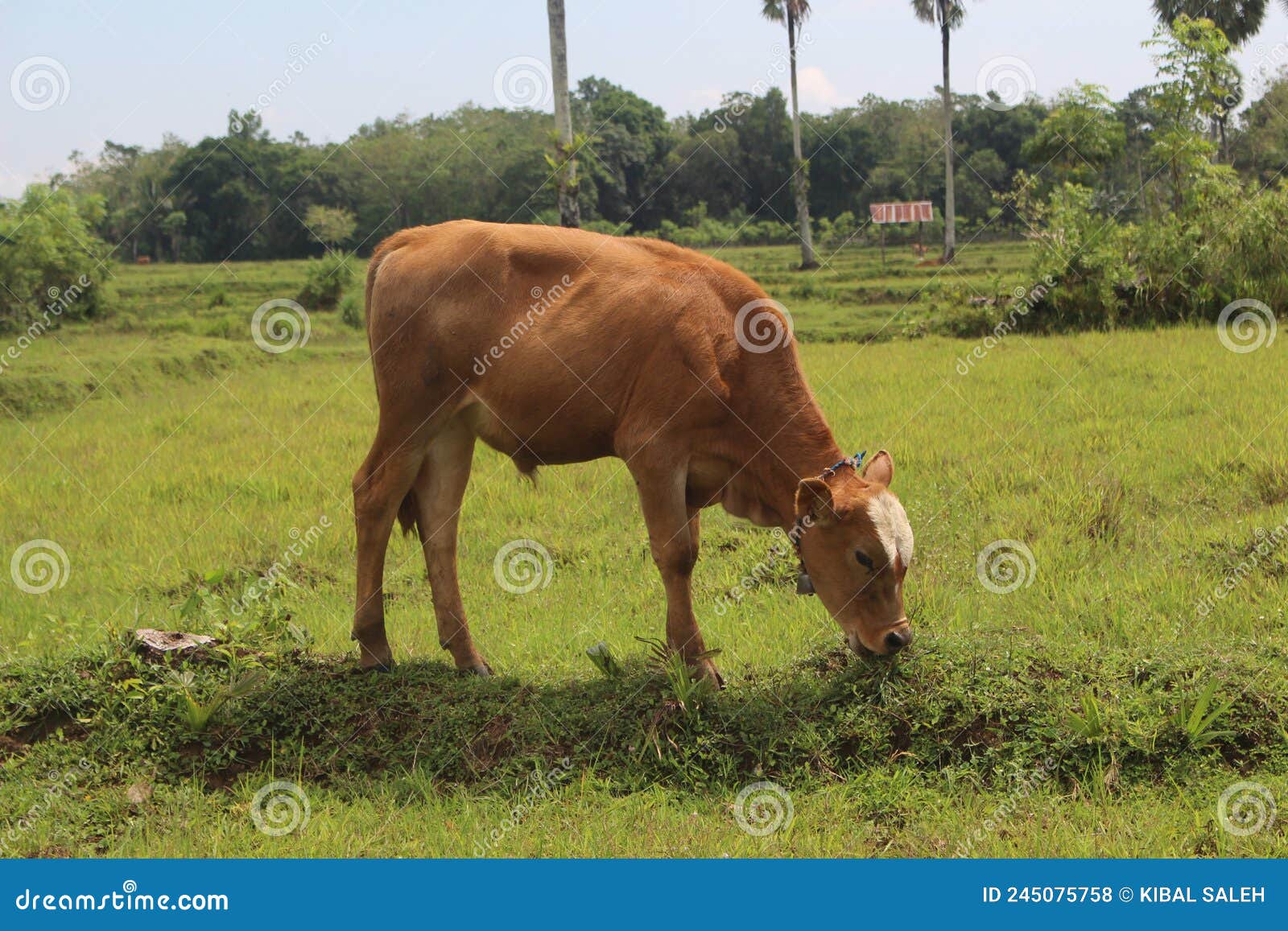 Una vaca comiendo pasto foto de archivo. Imagen de retrato - 245075758