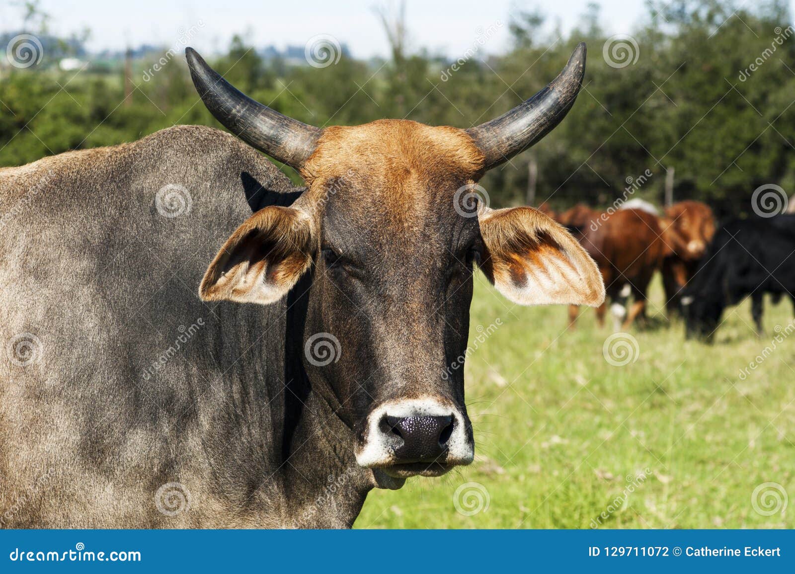 Una Vaca De La Raza Del Indicus Del Bos Con Los Cuernos Foto de archivo ...