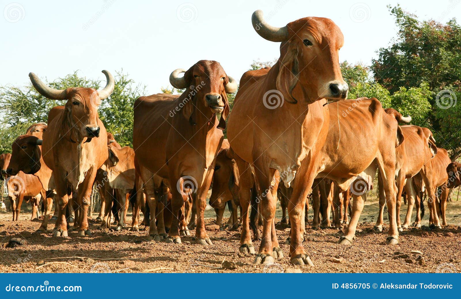 Una vaca de oro india imagen de archivo. Imagen de campo - 4856705