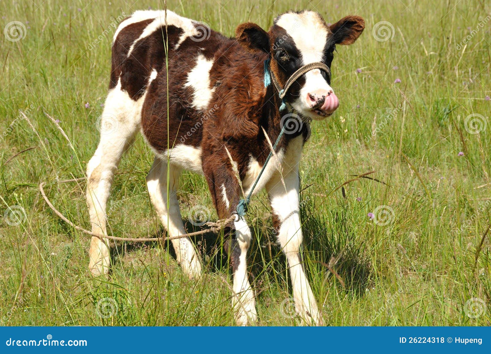 Una vaca del bebé foto de archivo. Imagen de brillante - 26224318