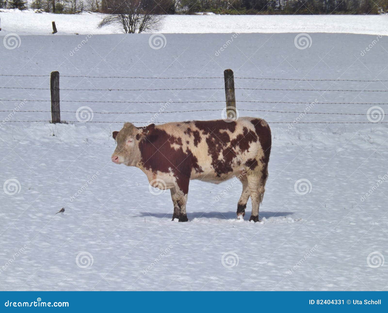 Una Vaca En La Nieve Austria, Europa Imagen de archivo - Imagen de ...